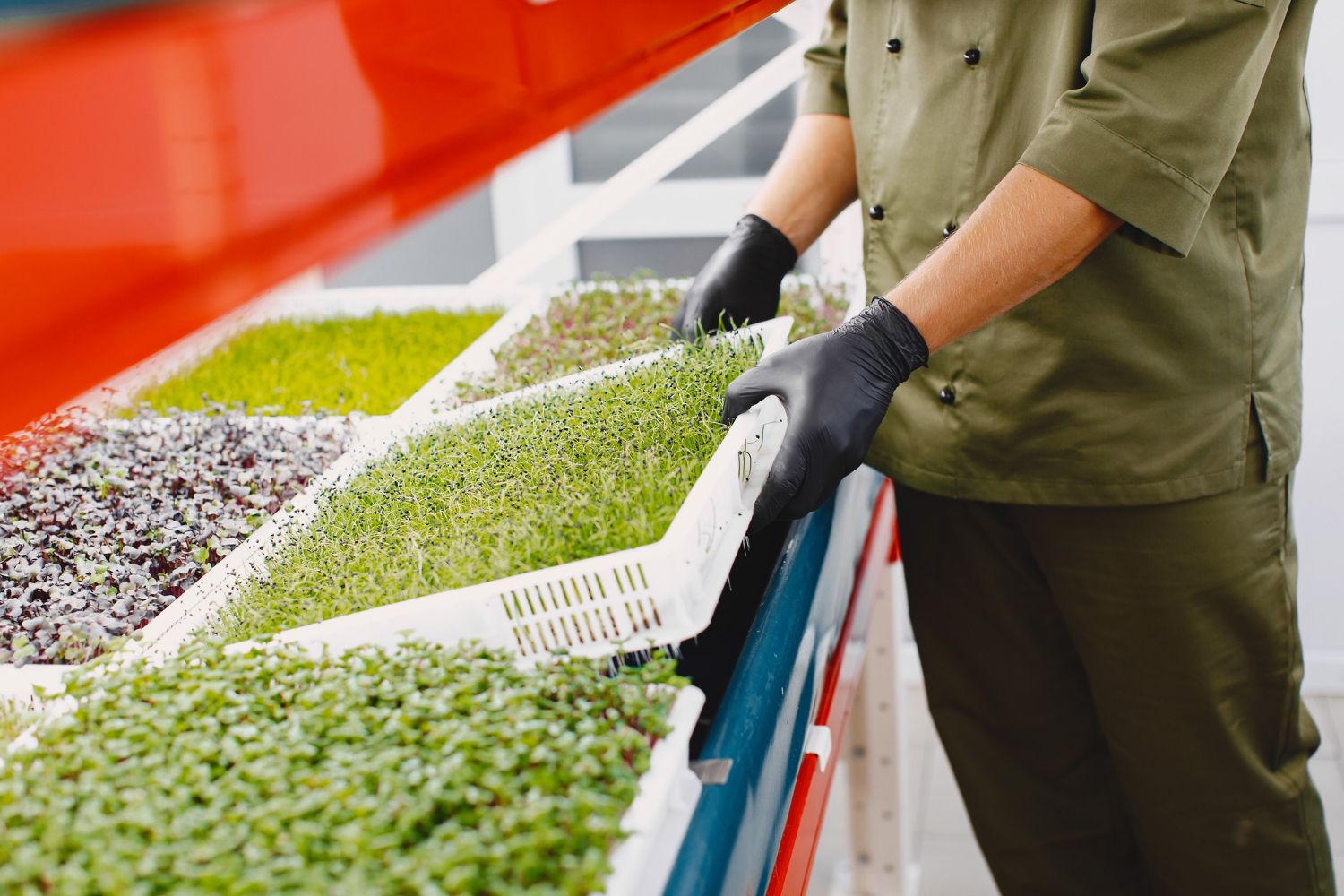 The Ultimate Guide To Indoor Farming In India: Costs, Profits & Setup ...